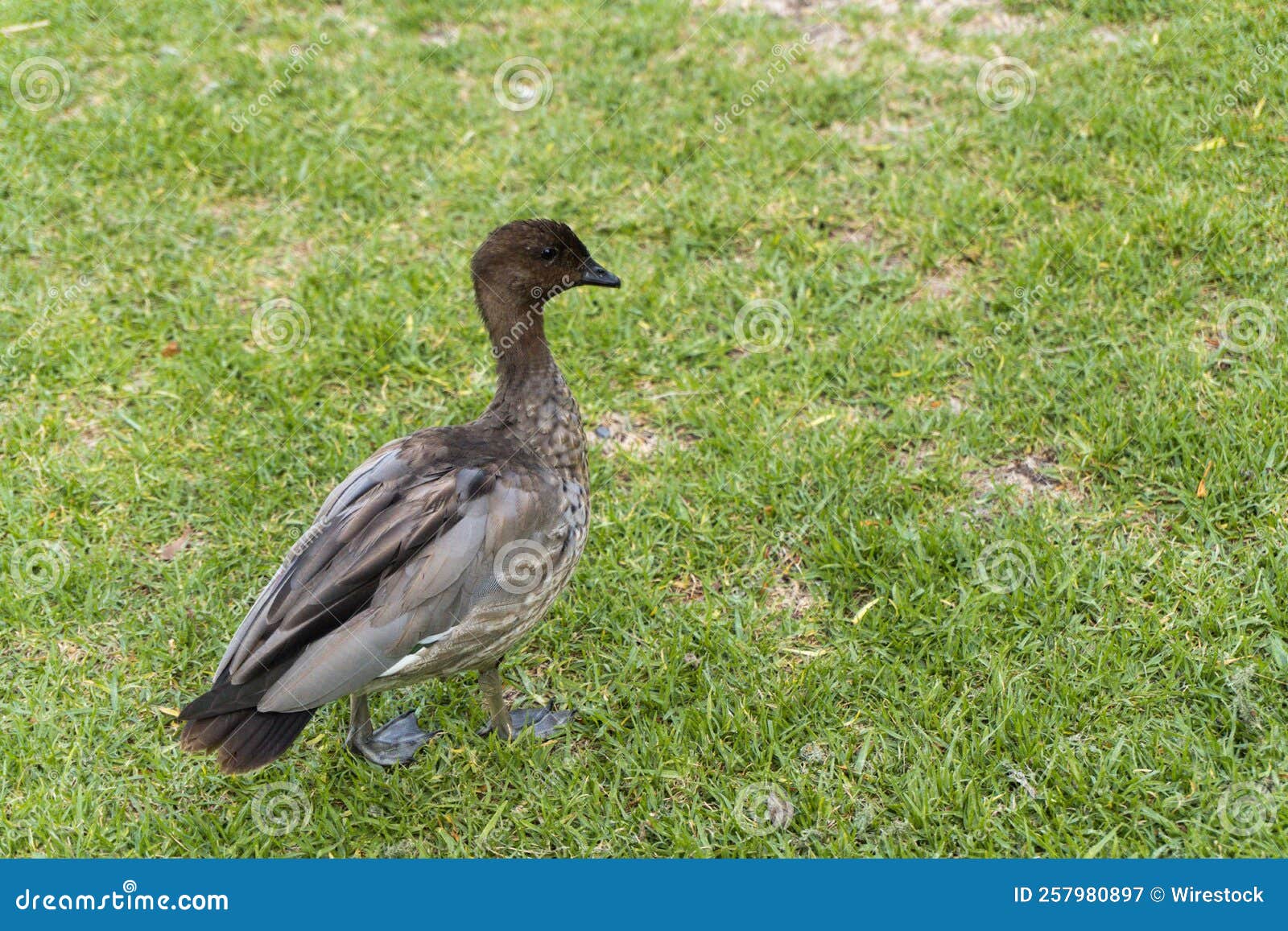 Rear Closeup of a Grey, Domestic Duck Walking on the Grass Stock Image ...