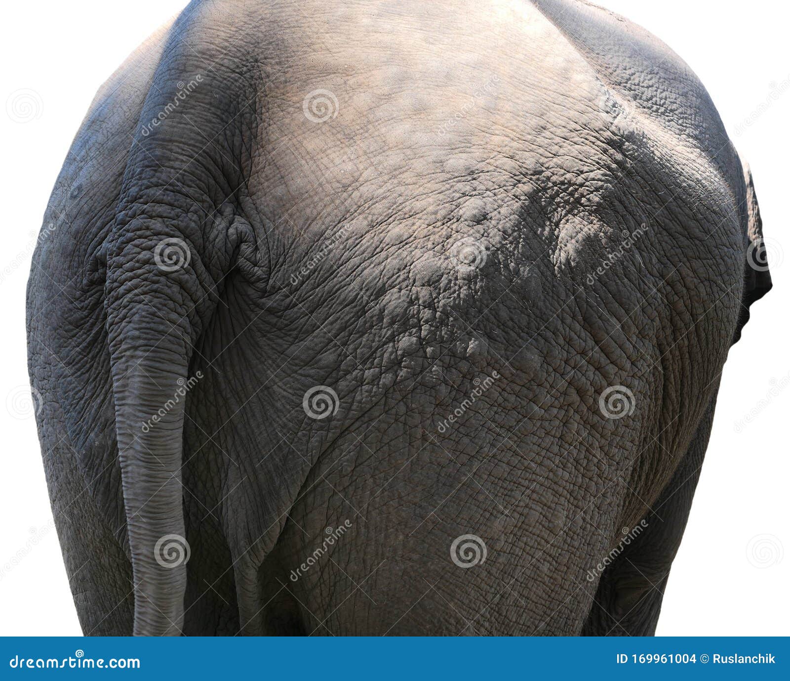 Rear on an elephant stock photo. Image of close, rear - 169961004