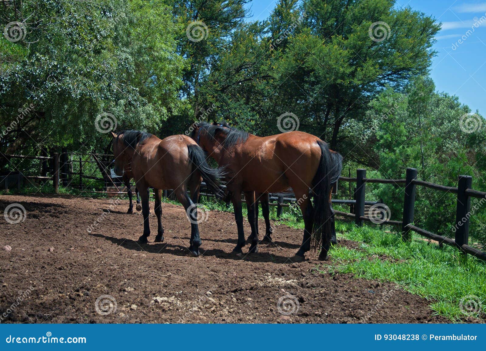REAR END of BROWN HORSES stock photo. Image of environment - 93048238