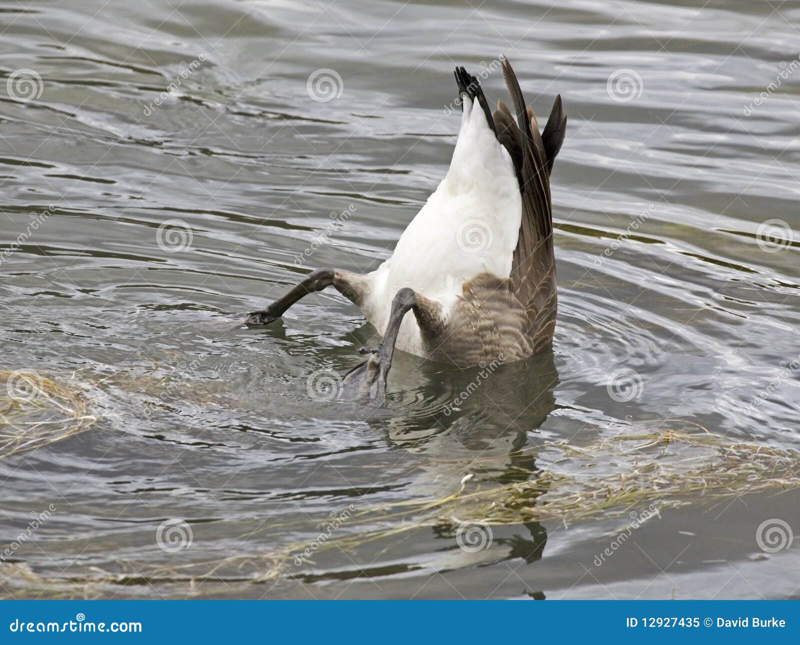 Rear End of a Canada Goose Duck Water Pond Stock Image - Image of river ...