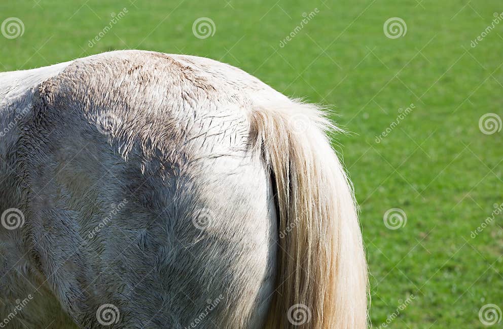 Rear end of a horse stock image. Image of hind, equestrian - 89946215