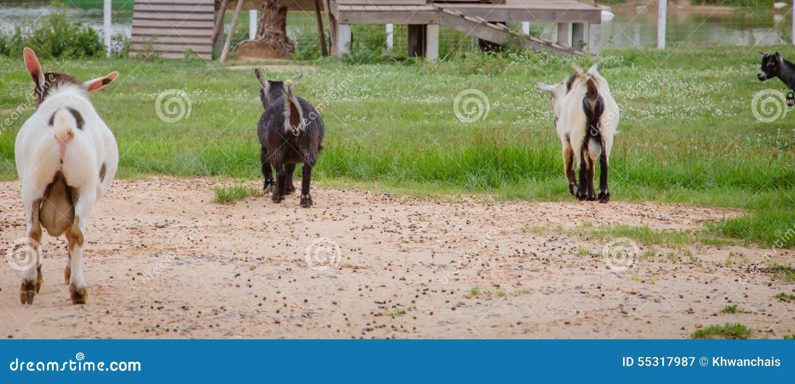 The rear ends of goats. stock image. Image of bottom - 55317987