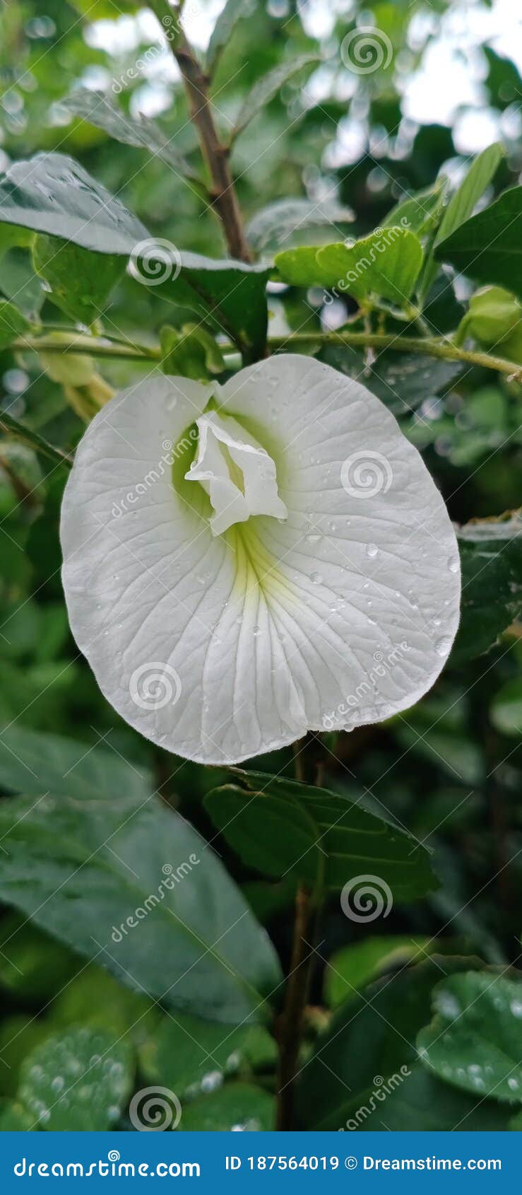 It is a rear flowers stock image. Image of grass, yellow - 187564019