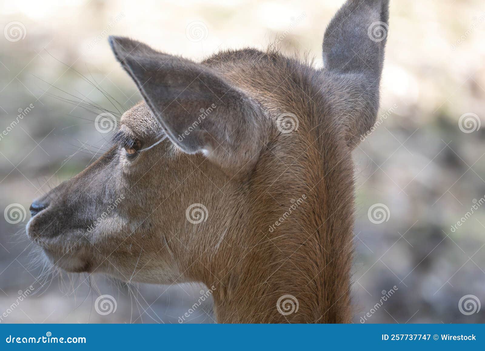 Rear Shot of a Baby Deer on the Farm Stock Image - Image of baby ...