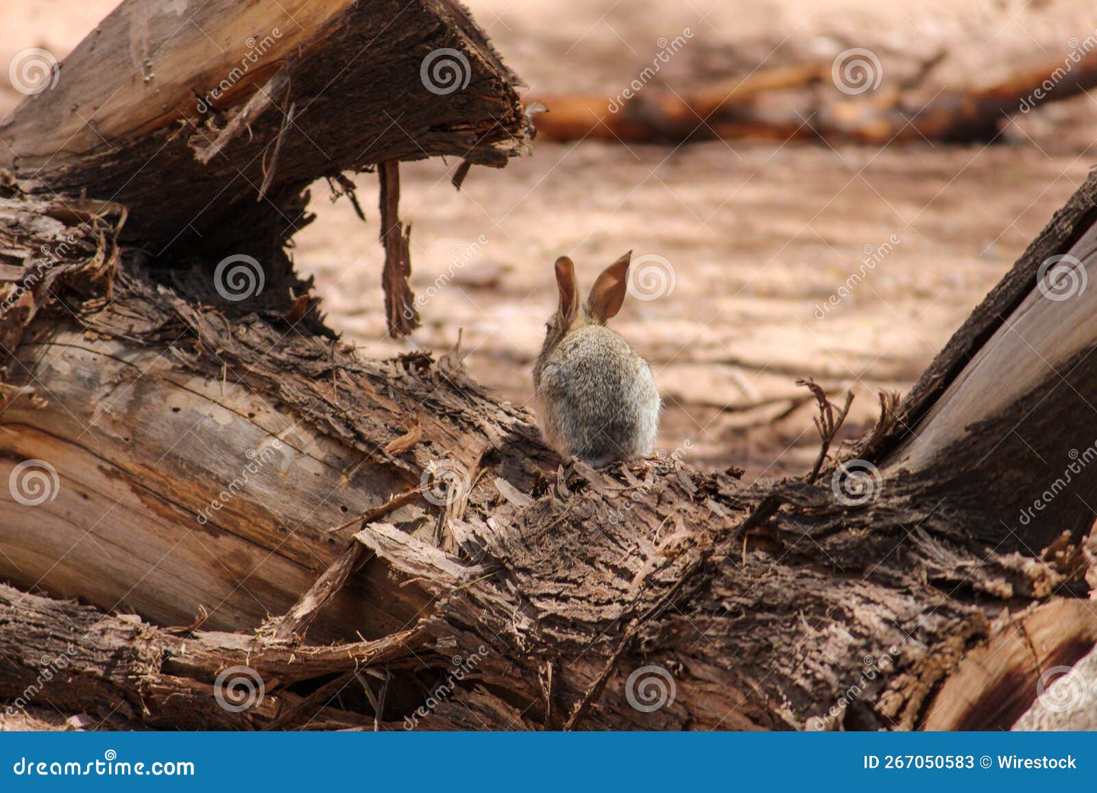 Rear Shot of a Cottontail Rabbit Sitting on a Fallen Big Tree Trunk ...