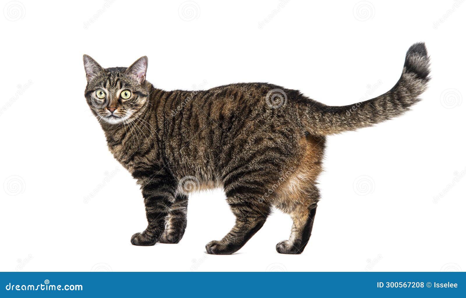 Rear and Side View of a Tabby Crossbreed Cat Looking Back at the Camera ...