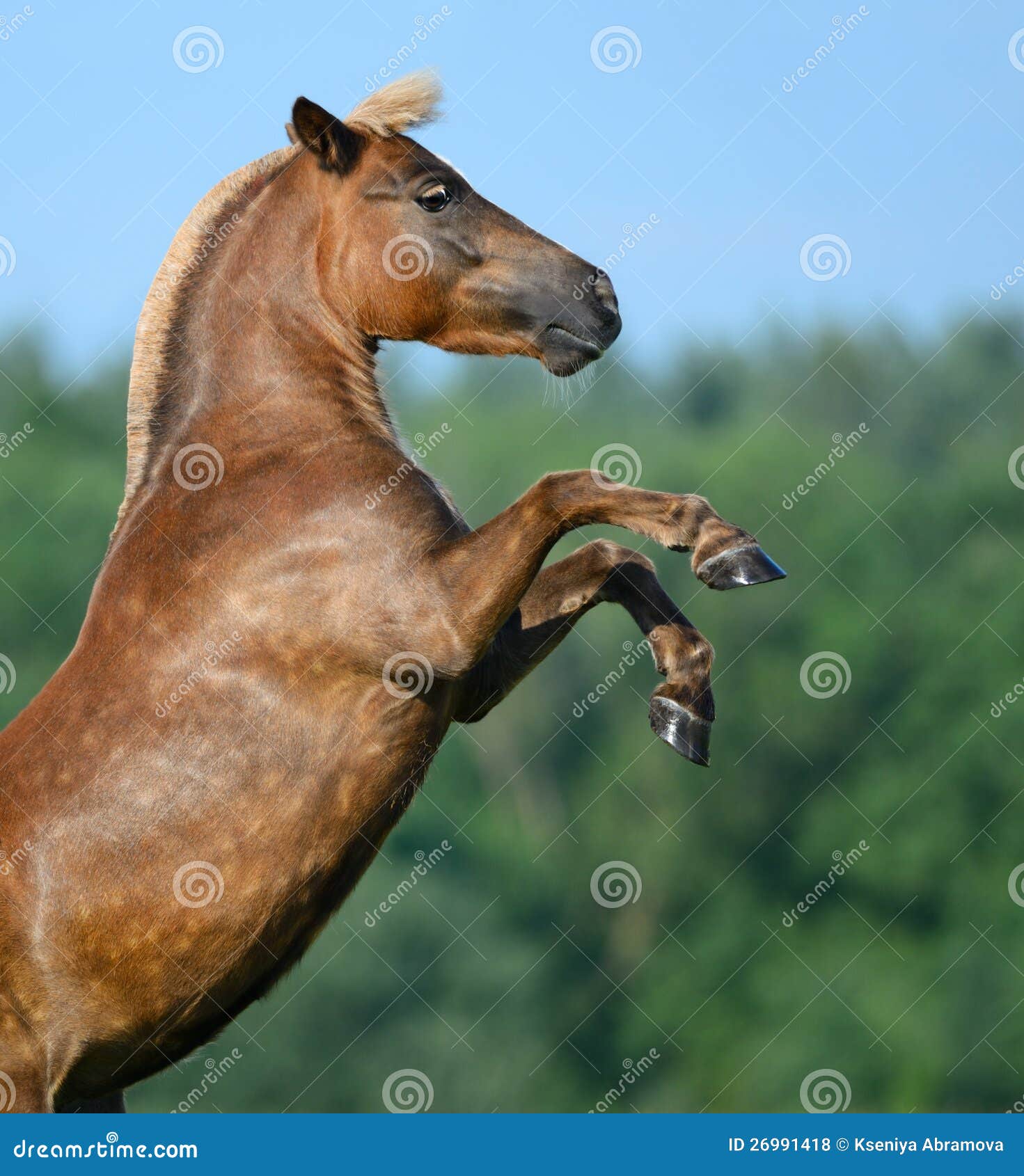 Rear sorrel highland pony stock photo. Image of outdoor - 26991418