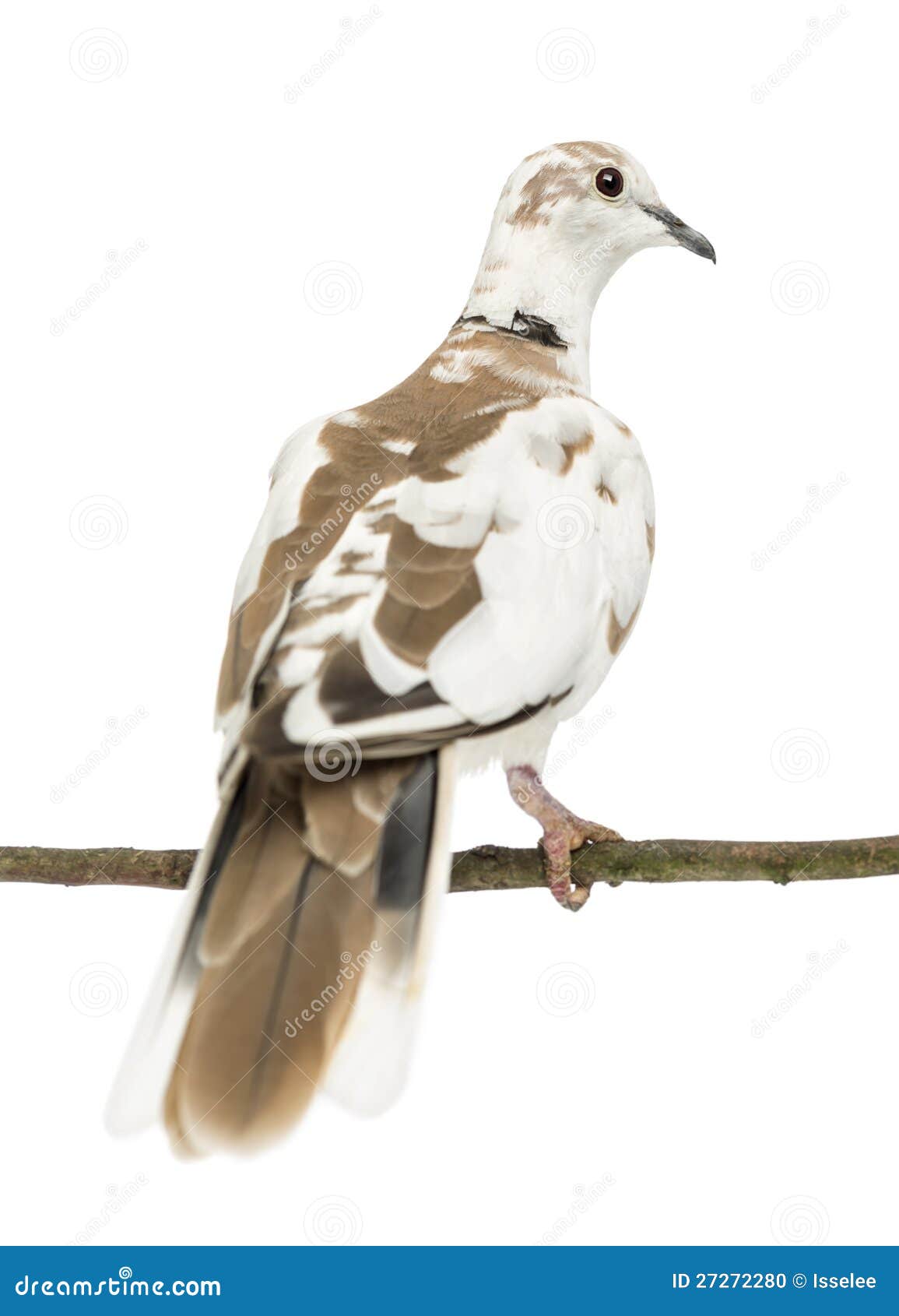 Rear View of an African Collared Dove Perched Stock Photo - Image of ...