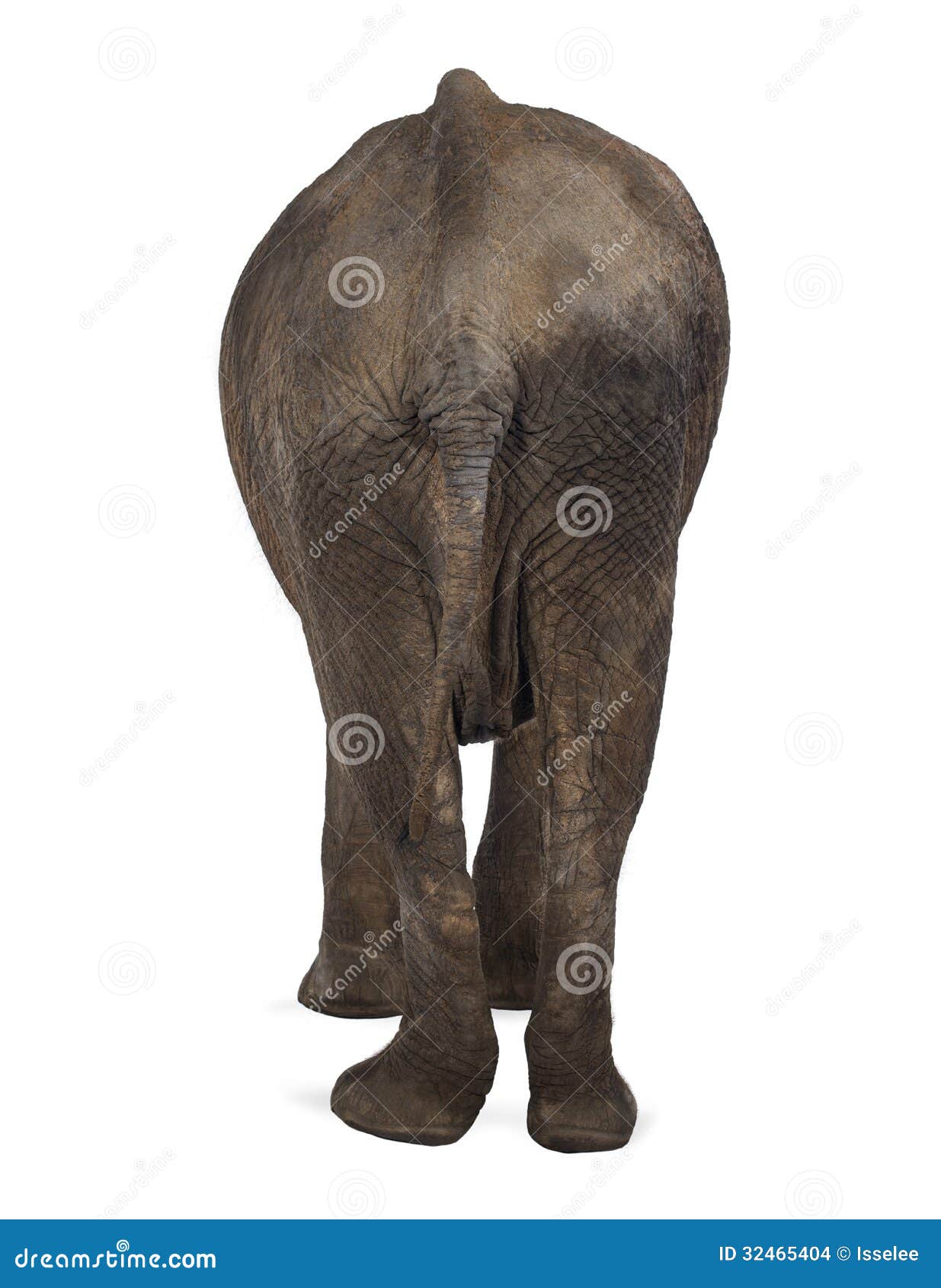 Rear View of an African Elephant Stock Photo - Image of rear, wildlife ...