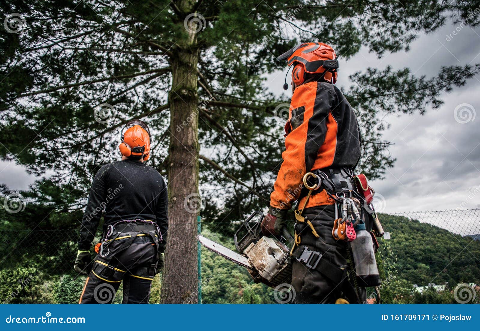 Rear View Of Arborist Men With Chainsaw Cutting A Tree, Planning ...