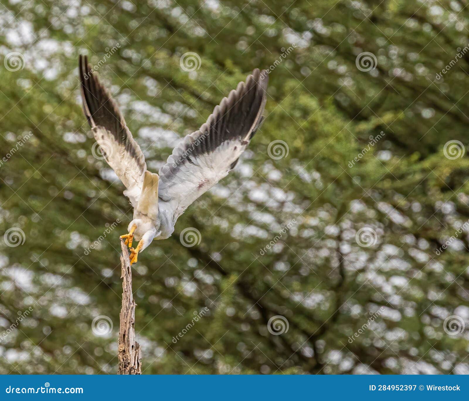 Rear View of a Back-winged Kite Taking Off from a Dry Tree Branch Stock ...