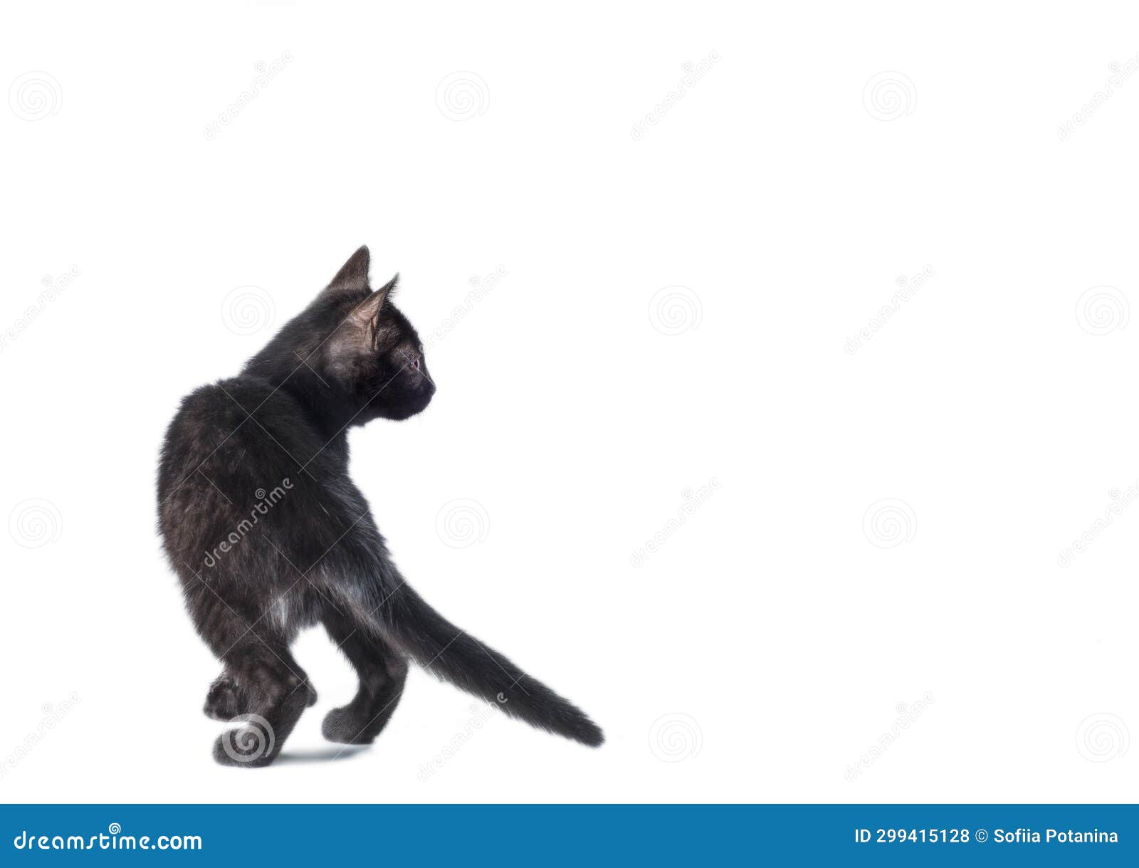 Rear View of a Black Cat on a White Background Stock Photo - Image of ...