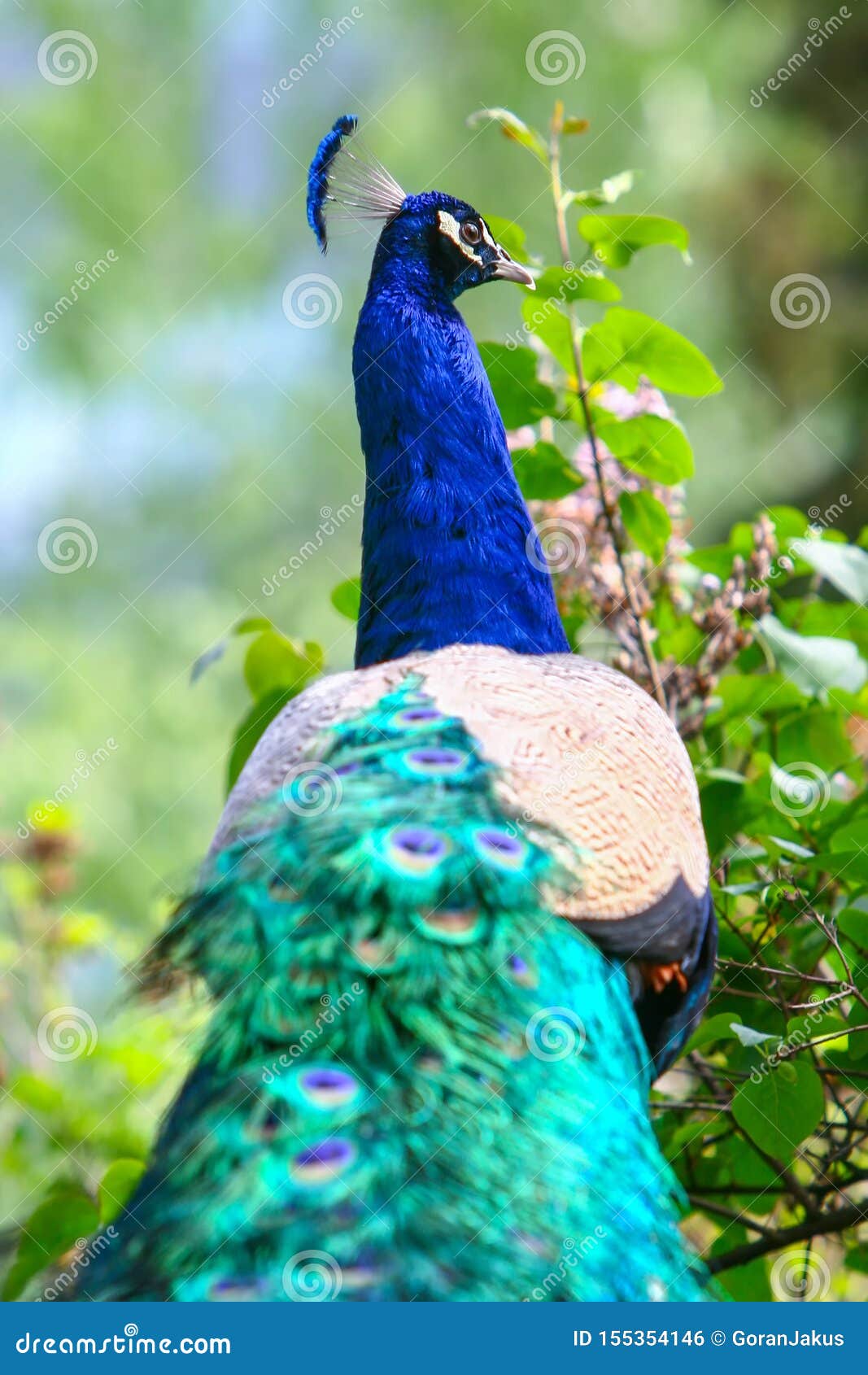 Rear View of Blue Peacock in Nature Stock Photo - Image of flower ...