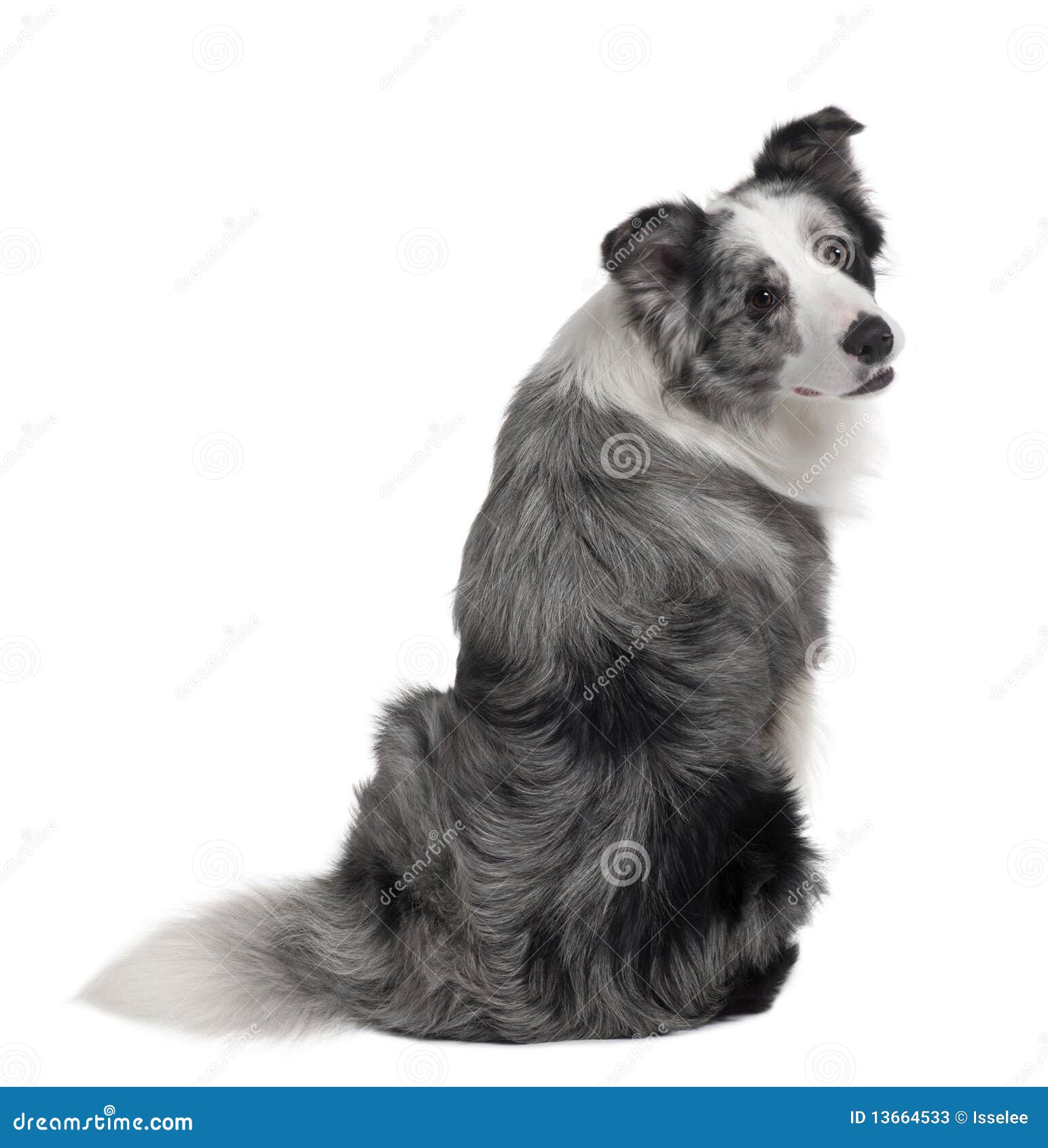 Rear View of Border Collie, Sitting Stock Image - Image of gray, doggy ...