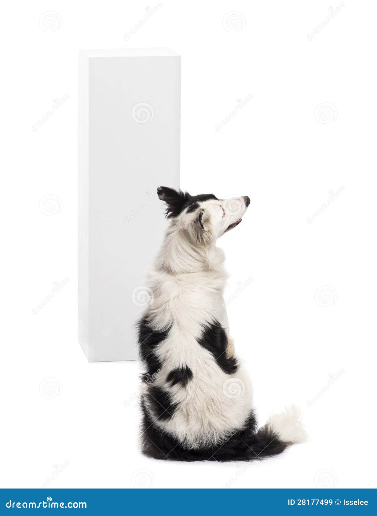 Rear View of a Border Collie Sitting Stock Image - Image of purebred ...