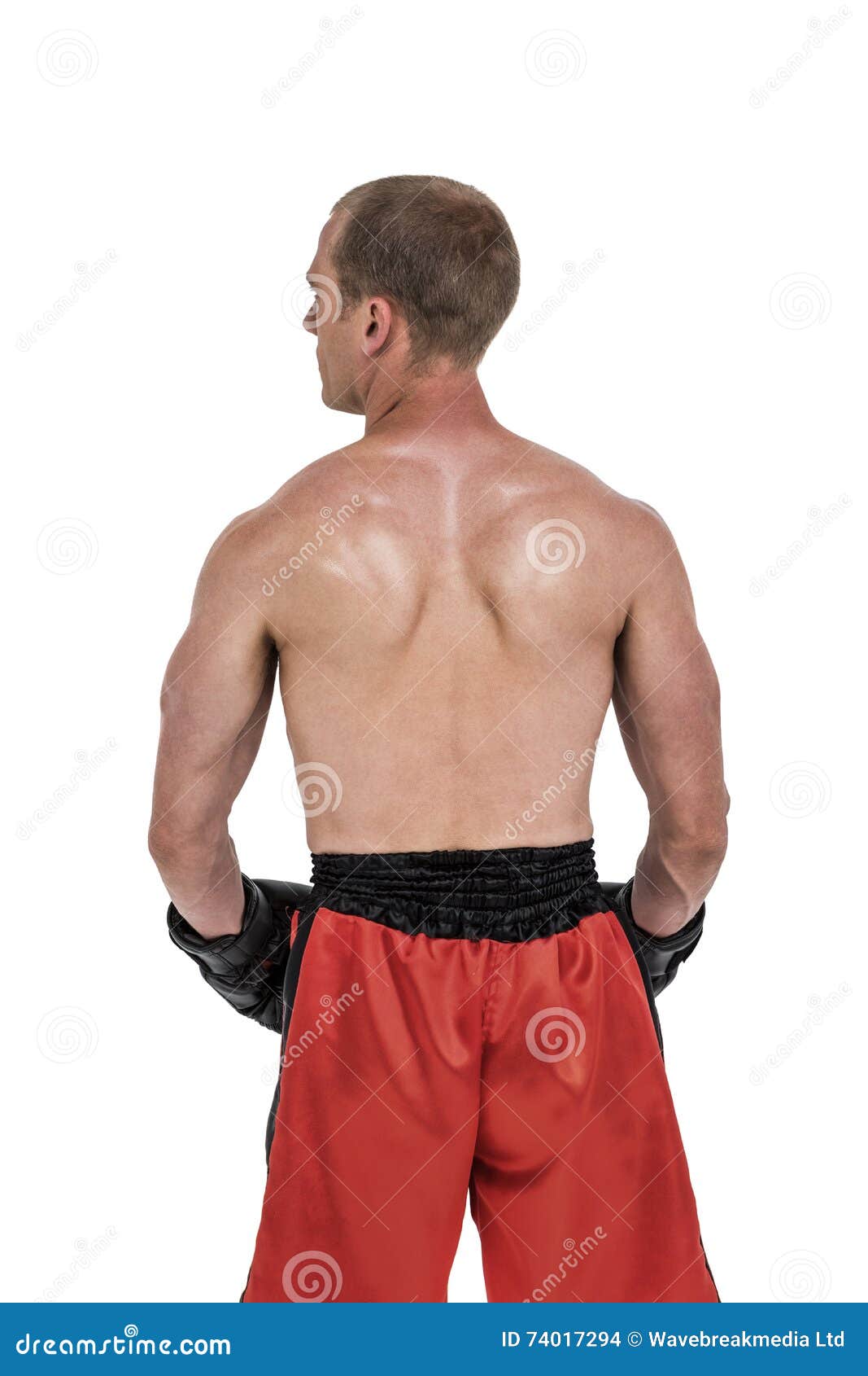 Rear View of Boxer Standing Stock Photo - Image of closeup, fitness ...