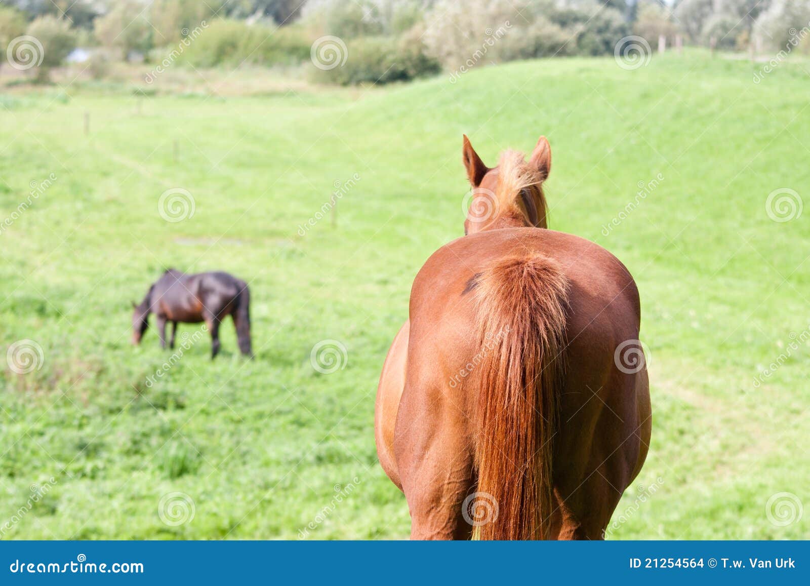 Rear View Of A Brown Horse In A Meadow Stock Images - Image: 21254564