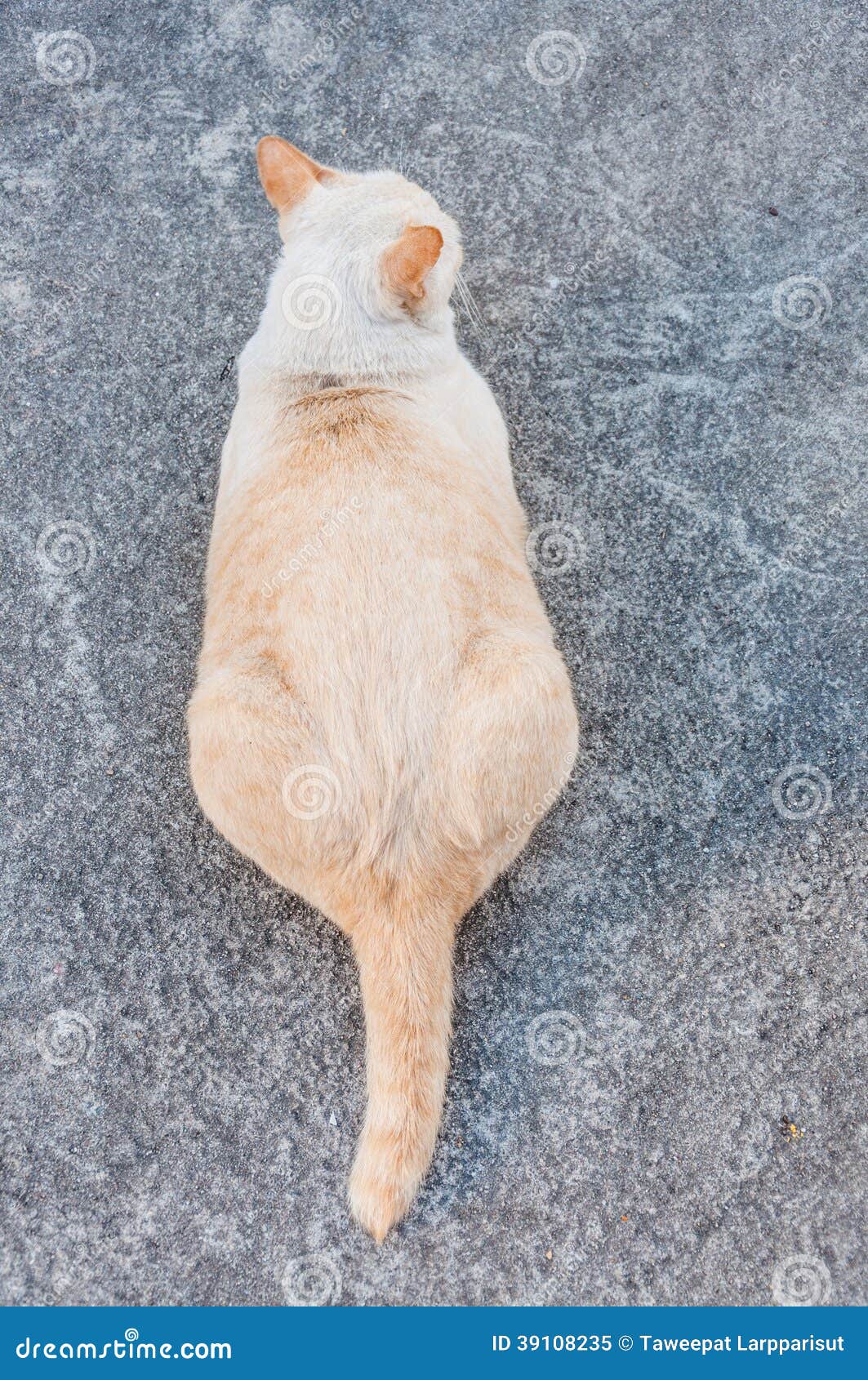 Rear view of cat stock image. Image of feline, side, kitten - 39108235