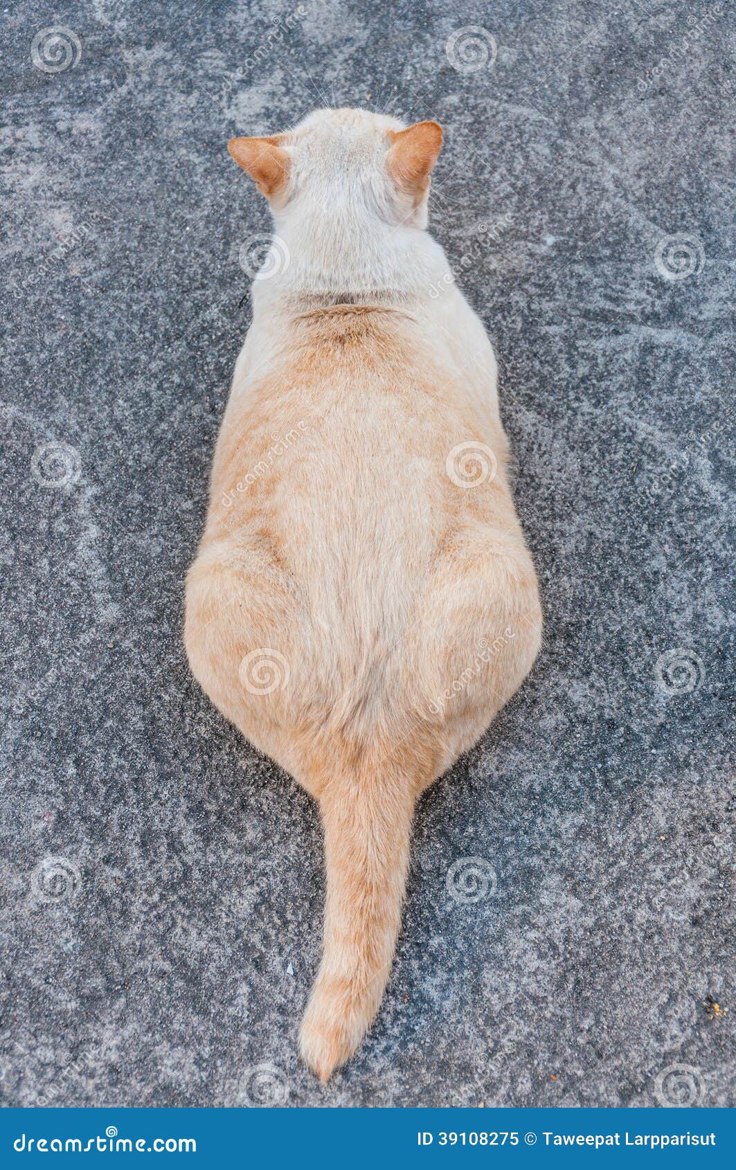 Rear view of cat stock image. Image of tail, gray, sitting - 39108275