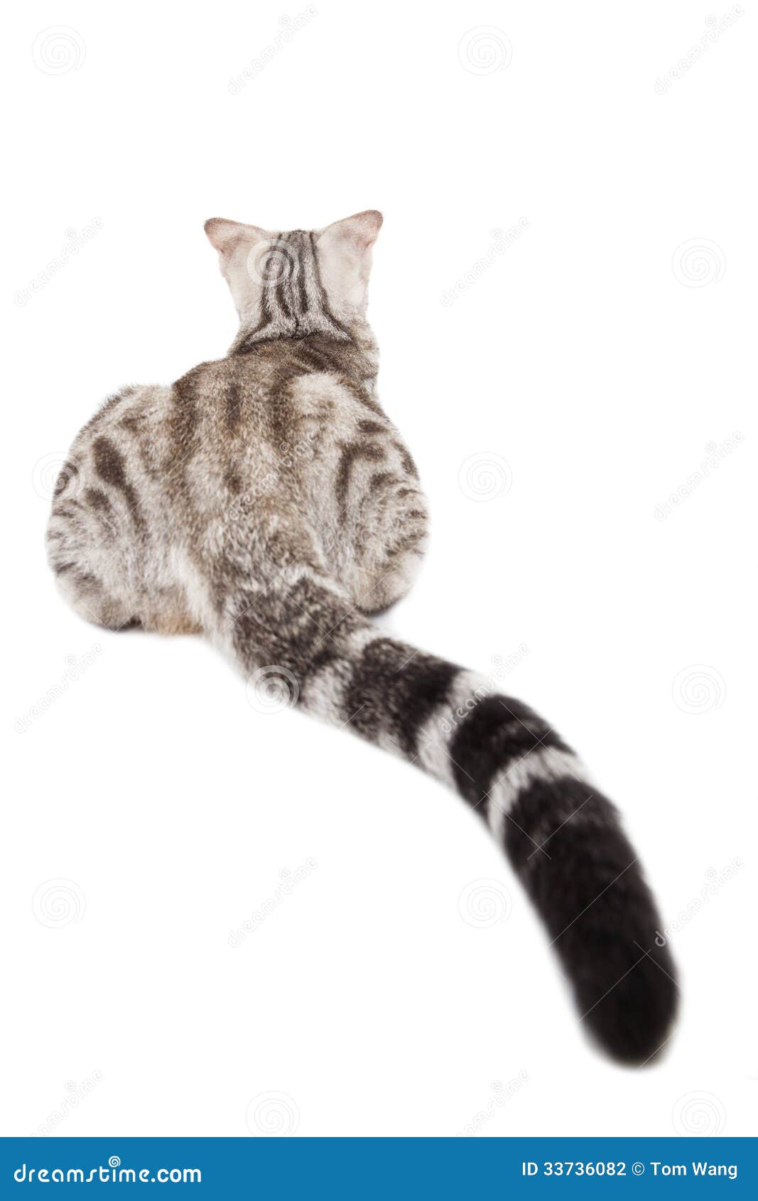 Rear view of cat stock photo. Image of animal, feline - 33736082