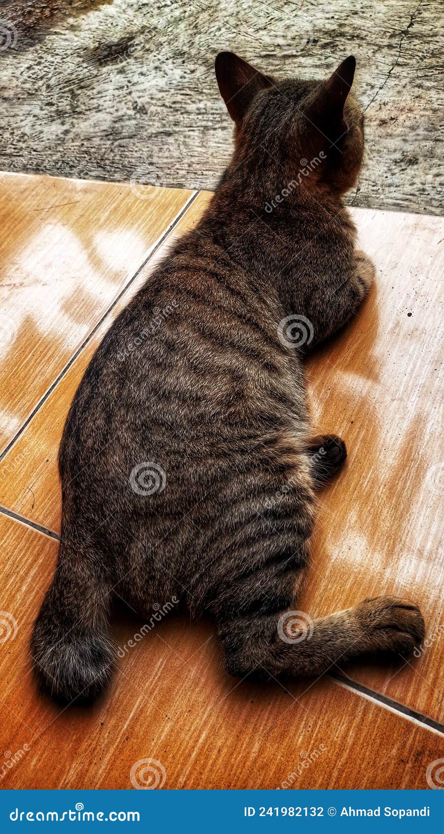 Rear View the Cat is Looking Far Away Stock Photo - Image of looking ...