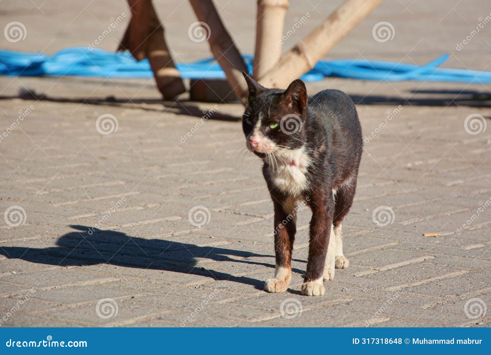 Rear View of Cat Walking on Footpath Stock Photo - Image of footpath ...