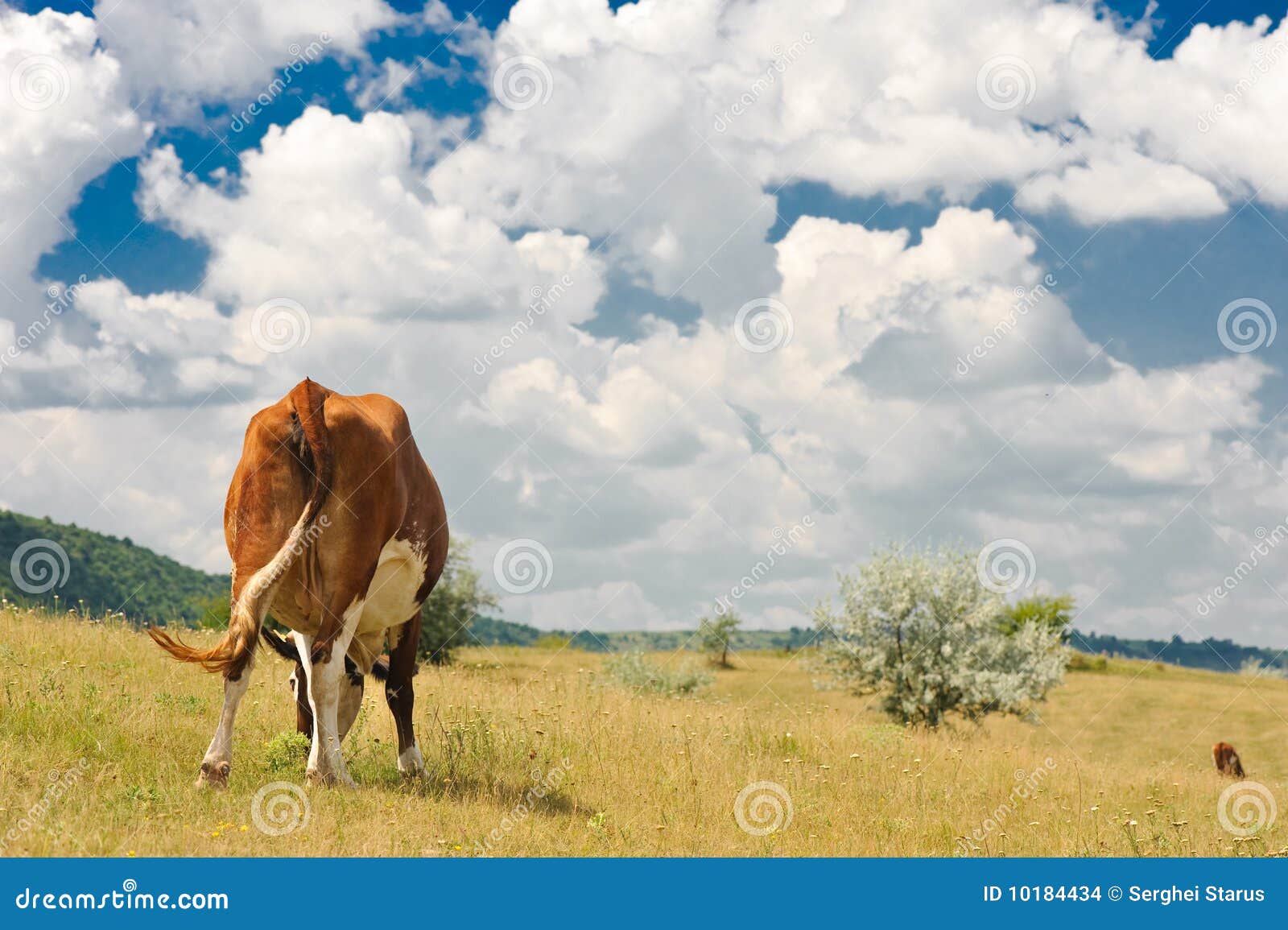 Rear View Of A Cow Picture. Image: 10184434