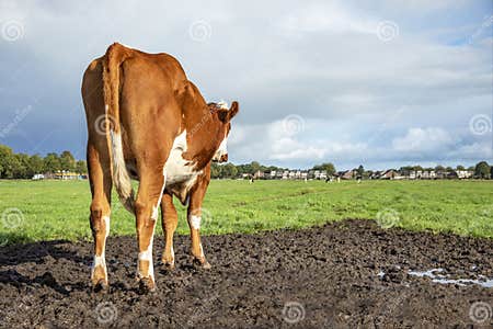 Rear View Cow , Looking Back, Overlooking the Fields, Summer Evening ...