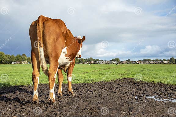 Rear View Cow , Looking Back, Overlooking the Fields, Summer Evening ...
