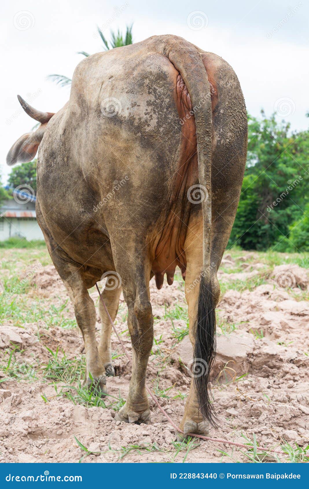 Rear View of Cows on a Farm Stock Photo - Image of back, buttocks ...