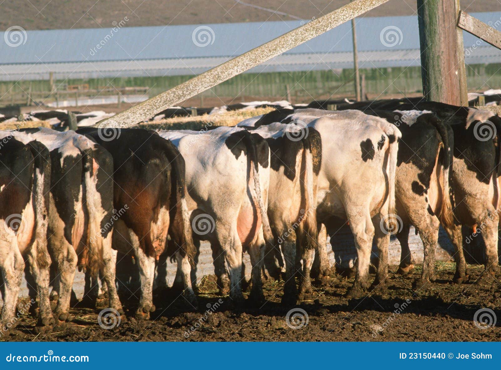 Rear view of cows feeding stock photo. Image of livestock - 23150440