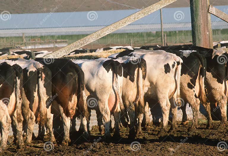 Rear view of cows feeding stock photo. Image of livestock - 23150440