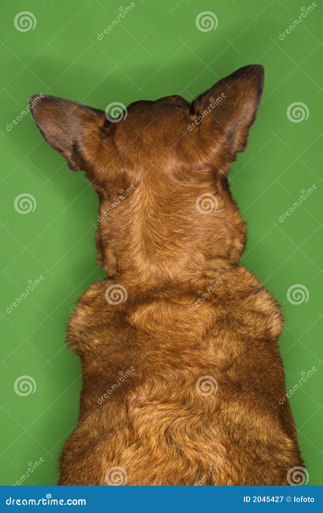 Rear view of dog. stock image. Image of back, green, canine - 2045427