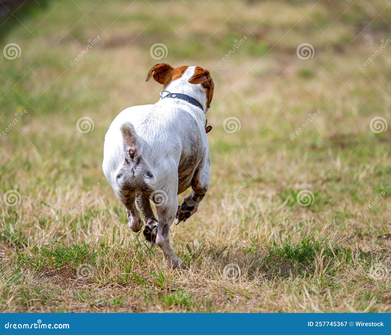 Rear View of a Dog Running in the Field Stock Image - Image of ...