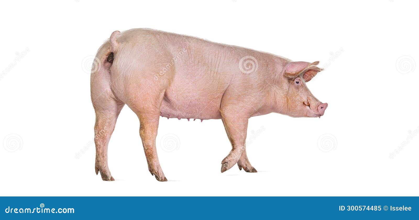 Rear View of a Domestic Pig Walking and Looking at the Camera, Isolated ...