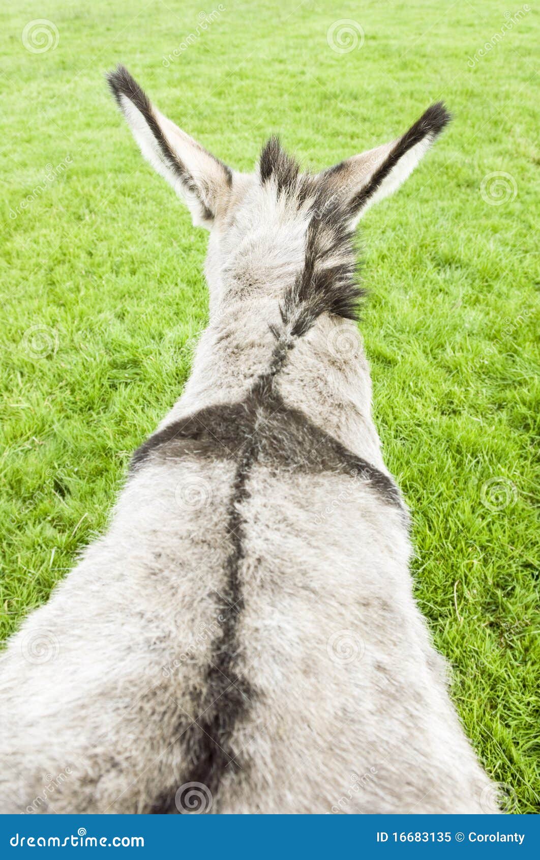 A Rear View Of A Donkey Royalty Free Stock Photo - Image: 16683135