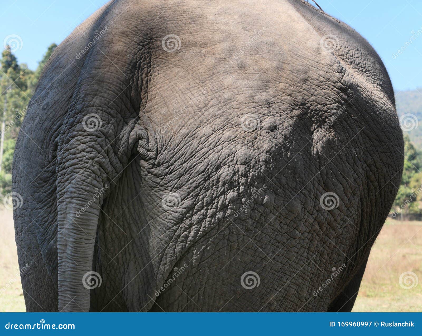 Rear of an elephant stock image. Image of elephant, africa - 169960997