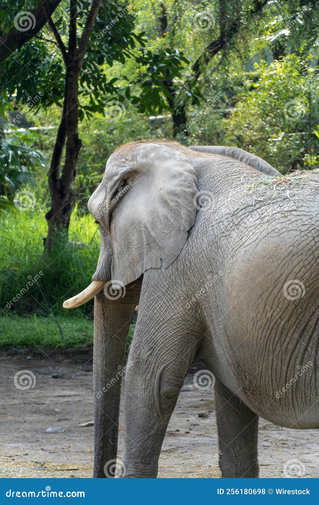 Rear View of an Elephant Walking in the Wilderness Stock Photo - Image ...