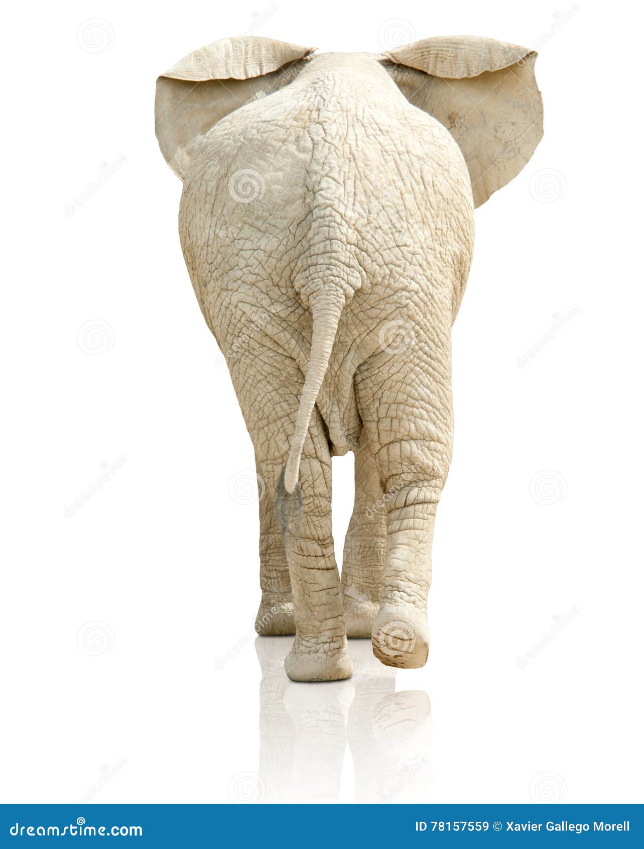 Rear view of elephant stock image. Image of standing - 78157559