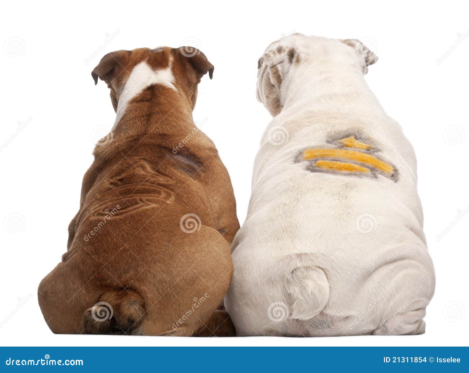 Rear View of English Bulldogs Stock Photo - Image of tattoo, creature ...