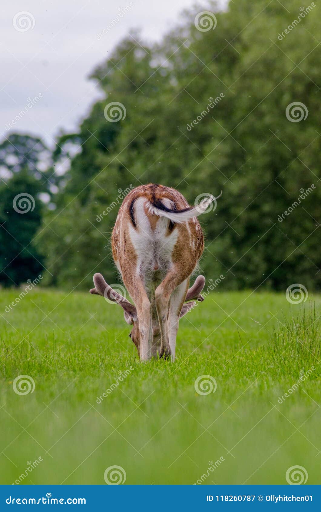 A Rear View of a Fallow Deer Stock Image - Image of animals, forest ...