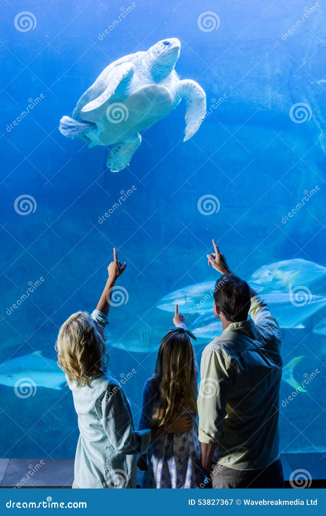 Rear View of Family Pointing at Turtle in a Tank Stock Image - Image of ...