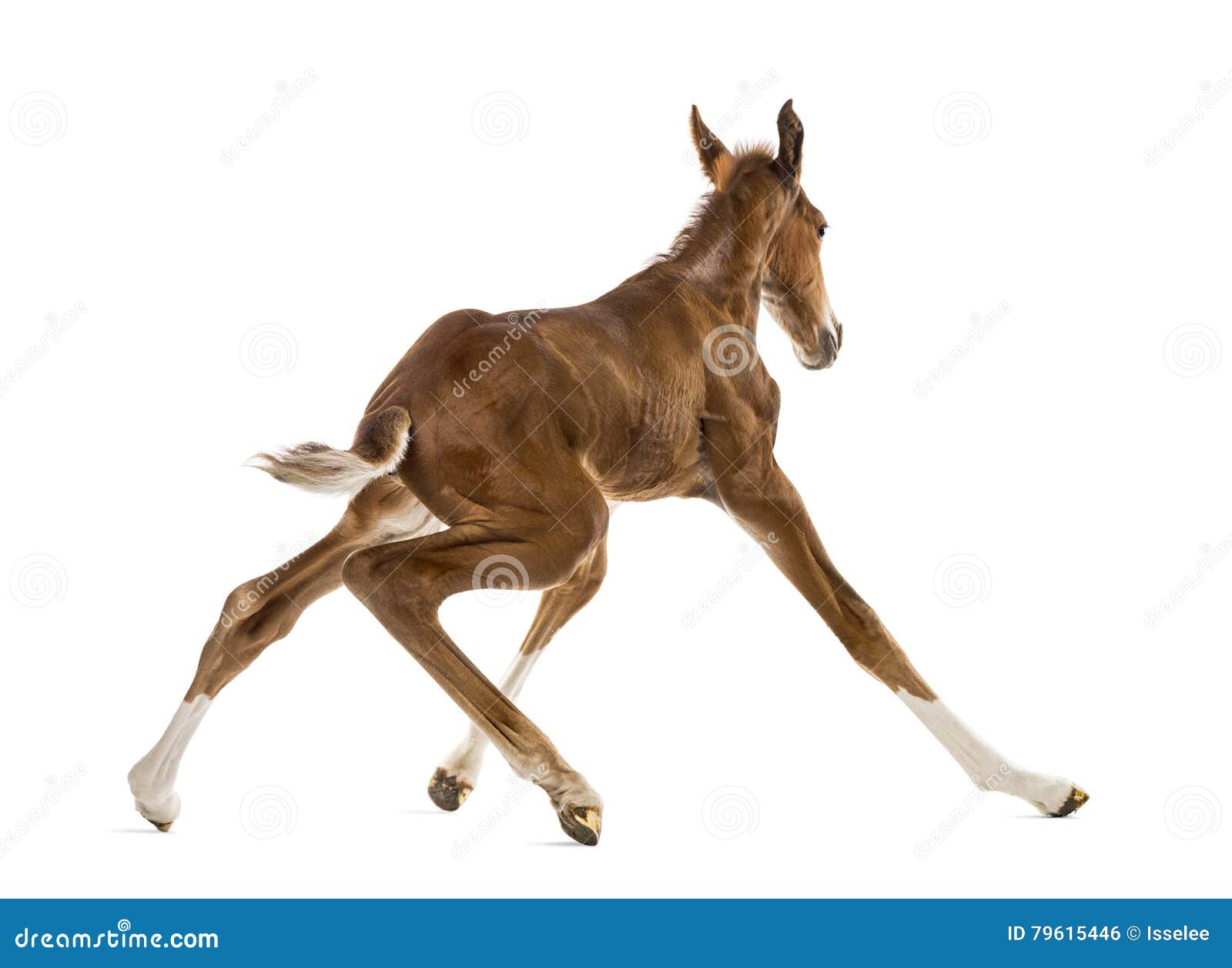 Foal Standing Up Balancing Photos - Free & Royalty-Free Stock Photos ...