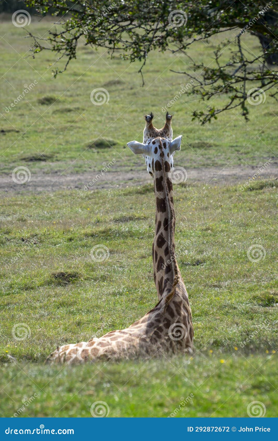 Rear View of a Giraffe Sitting Stock Photo - Image of animal, neck ...