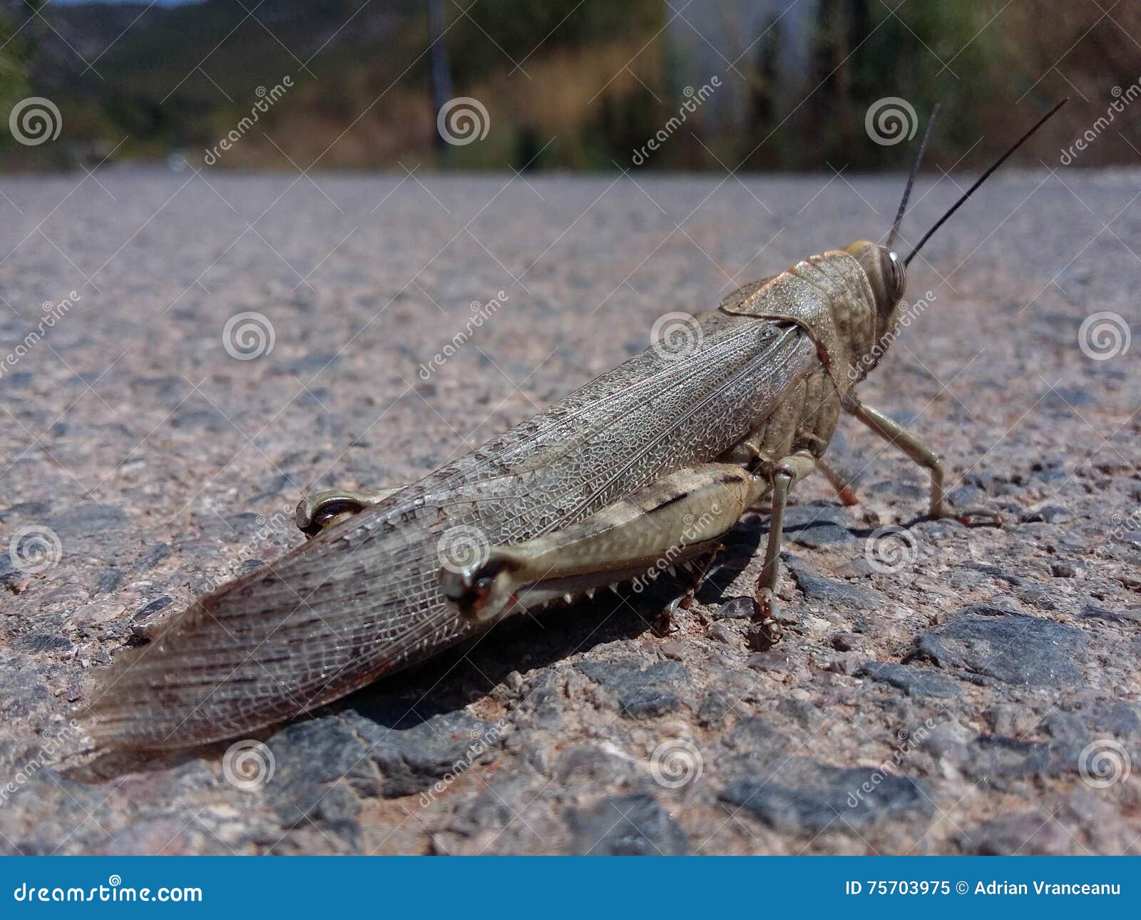 Rear view of a grasshopper stock image. Image of insect - 75703975