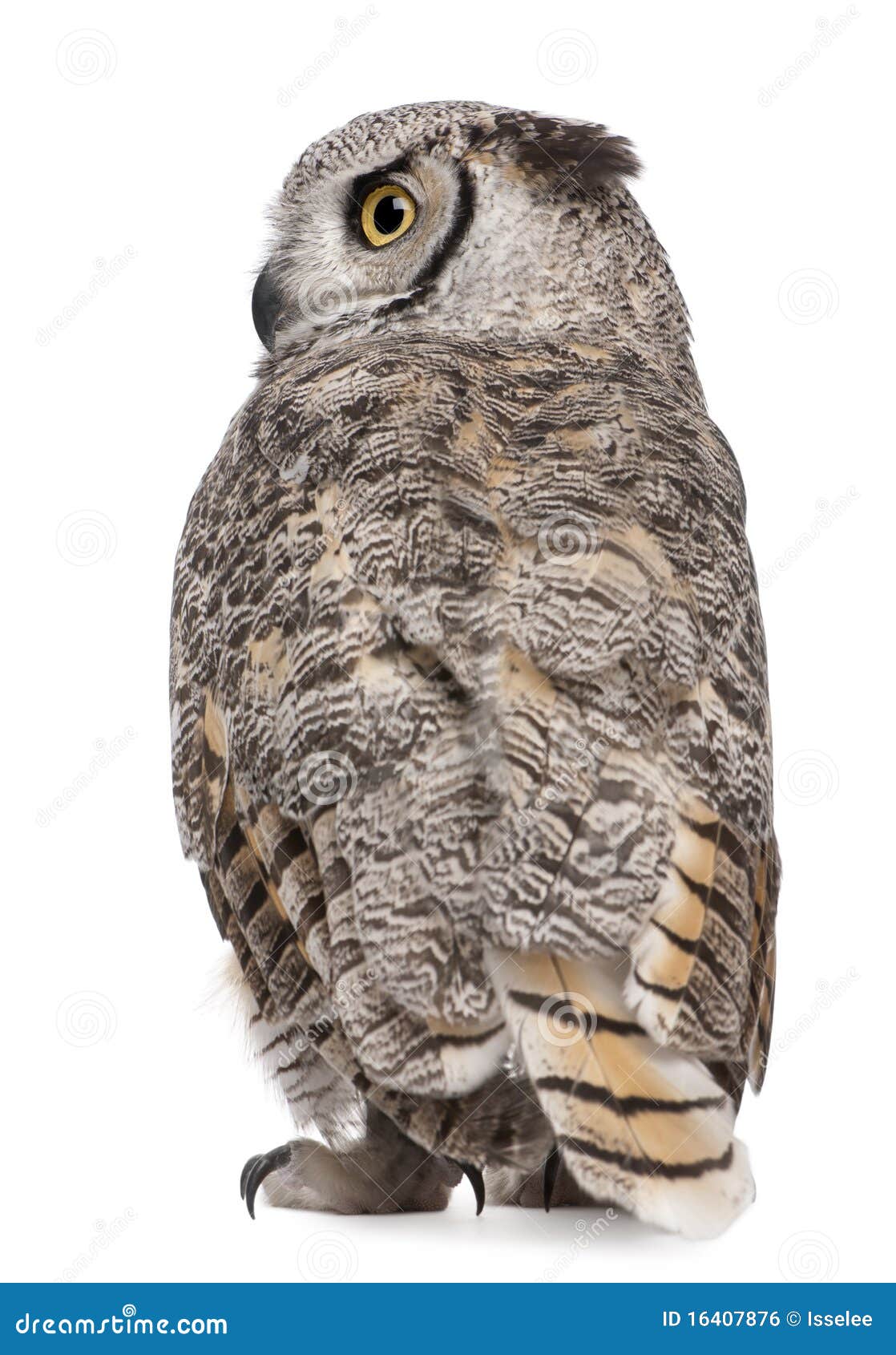 Rear View Of Great Horned Owl Royalty Free Stock Image - Image: 16407876