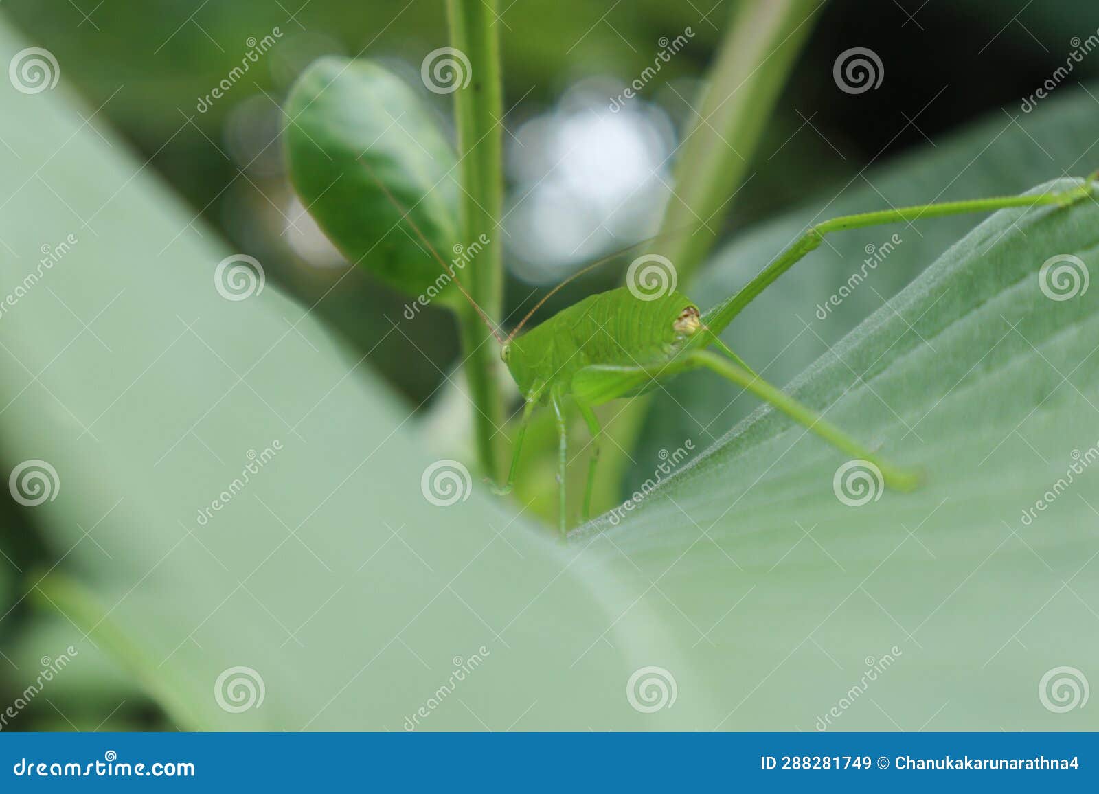 Rear View of a Green Grasshopper on a Leaf, the Grasshopper Looking at ...
