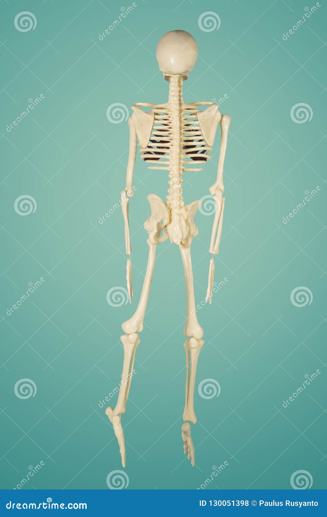 Rear View of Human Bone Structure Stock Photo - Image of biology, death ...