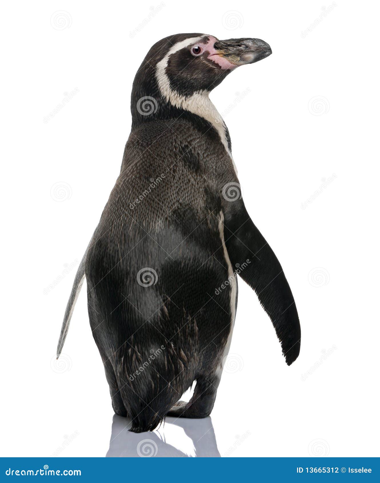 Penguin Rear View Stock Photos - Free & Royalty-Free Stock Photos from ...
