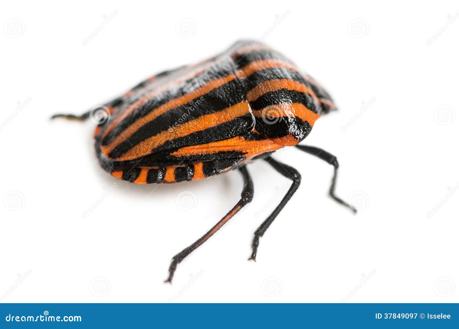 Rear View of an Italian Striped-Bug, Graphosoma Lineatum Stock Image ...